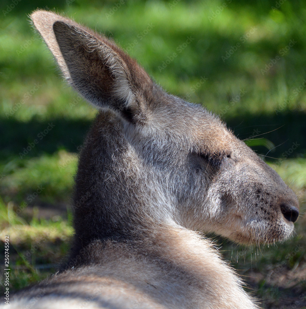 The kangaroo is a marsupial from the family Macropodidae (macropods ...