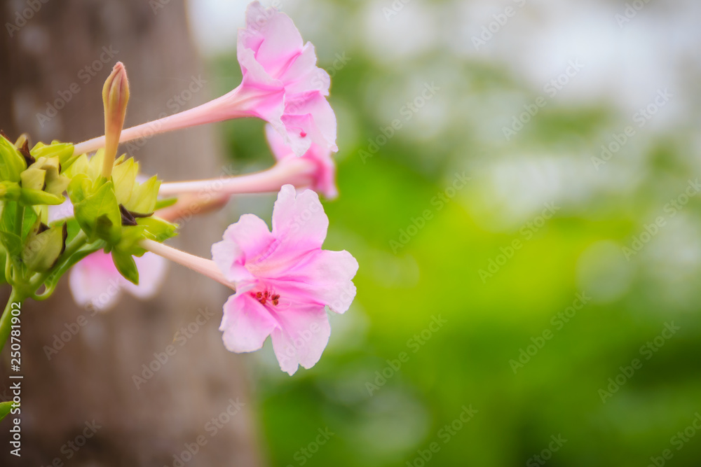 Soft pink flower of Mirabilis jalapa, the marvel of Peru or four o ...