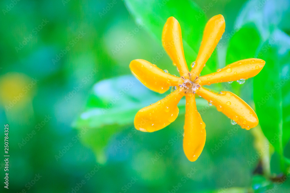Beautiful yellow flower (Gardenia carinata Wallich) with green leaves ...