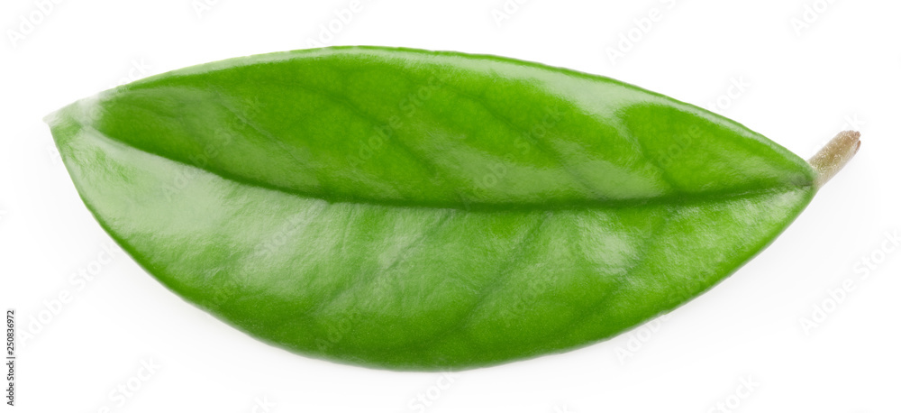 Mango leaves isolated on white Stock Photo | Adobe Stock