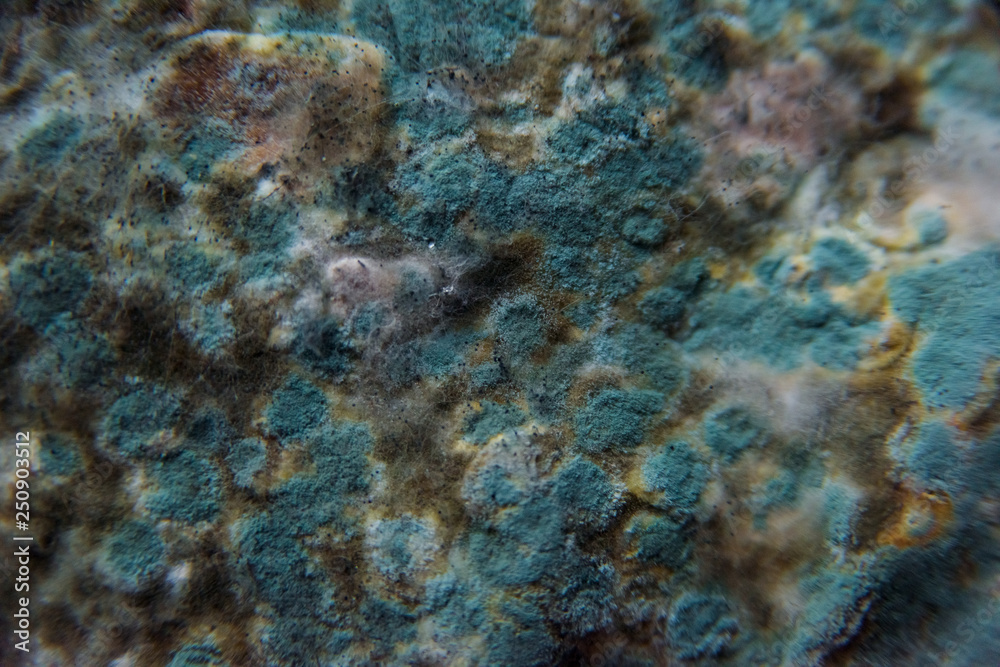 Pita bread with mold. Spoiled food. Mold on products. Mold fungus ...
