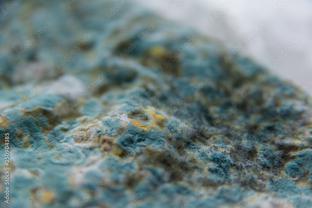 Pita bread with mold. Spoiled food. Mold on products. Mold fungus ...