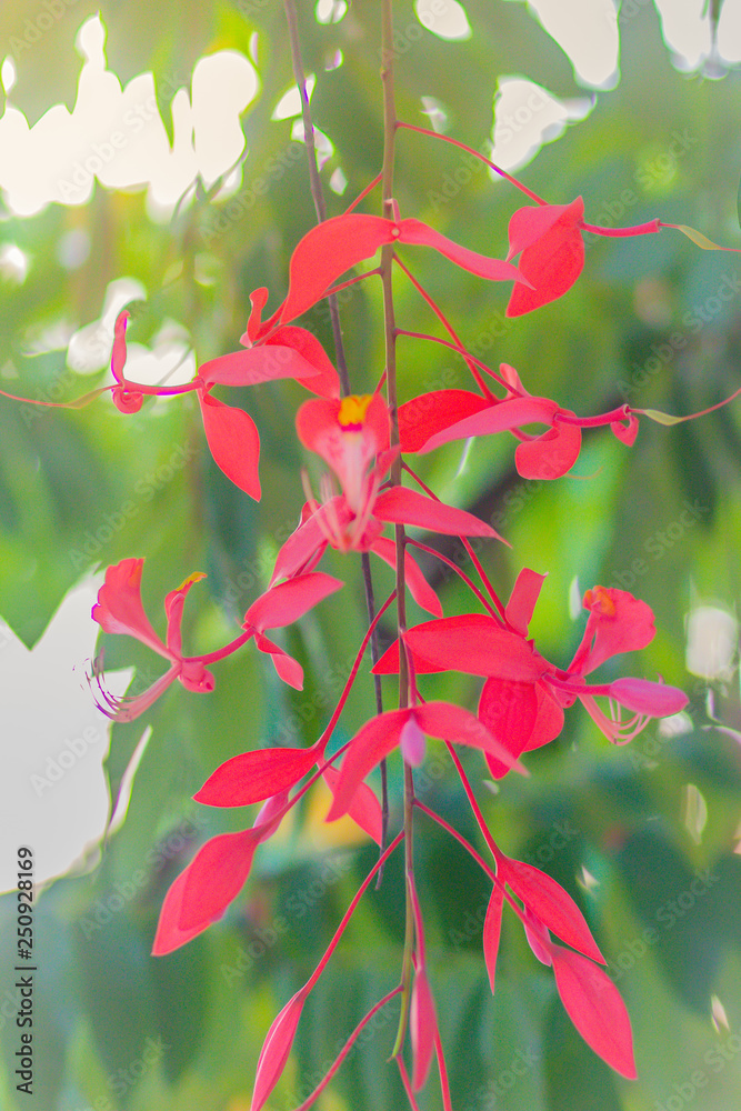 Beautiful red Pride of Burma flowers (Amherstia nobilis) on tree in the ...