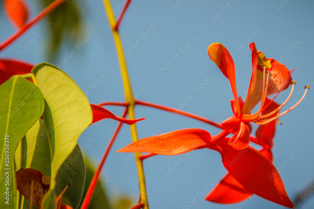 Beautiful red Pride of Burma flowers (Amherstia nobilis) on tree in the ...