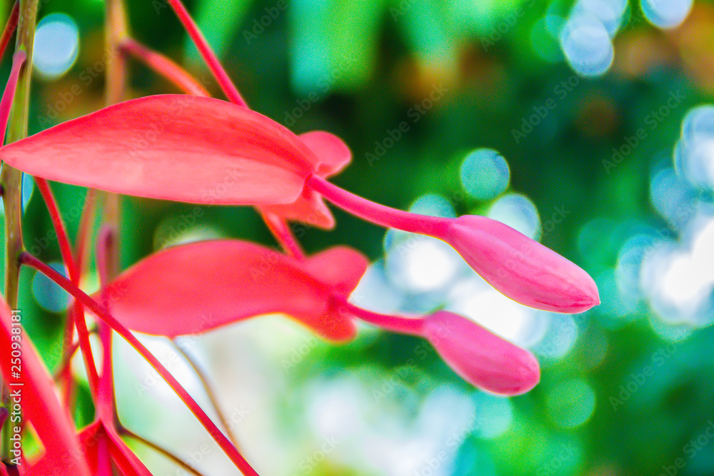 Beautiful red Pride of Burma flowers (Amherstia nobilis) on tree in the ...