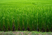 Green Rice Farm Free Stock Photo - Public Domain Pictures