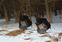 Wild Turkey In The Woods In Fall Free Stock Photo - Public Domain Pictures