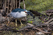 Baby Night Heron Eating Fish Free Stock Photo - Public Domain Pictures
