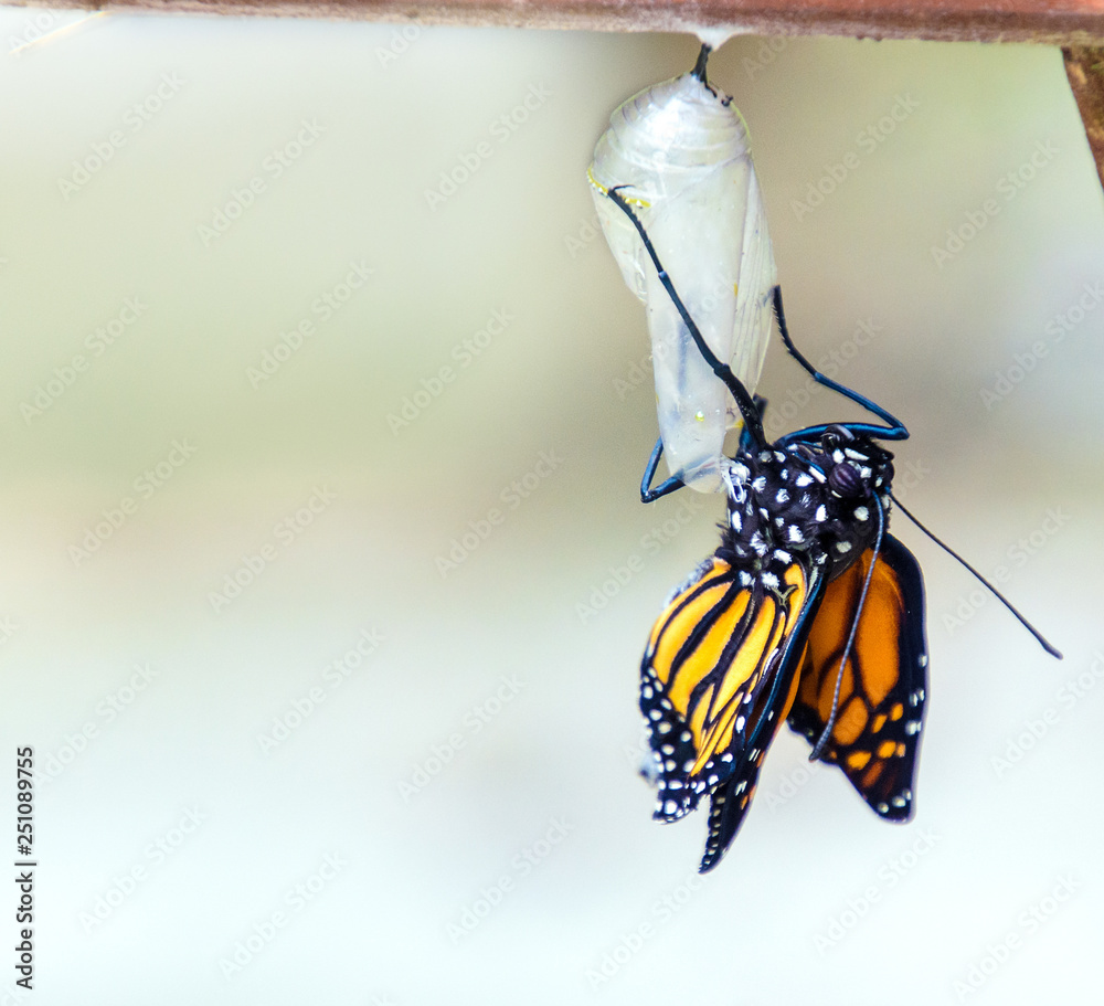 Monarch butterfly emerging from chrysalis cocoon Stock Photo | Adobe Stock