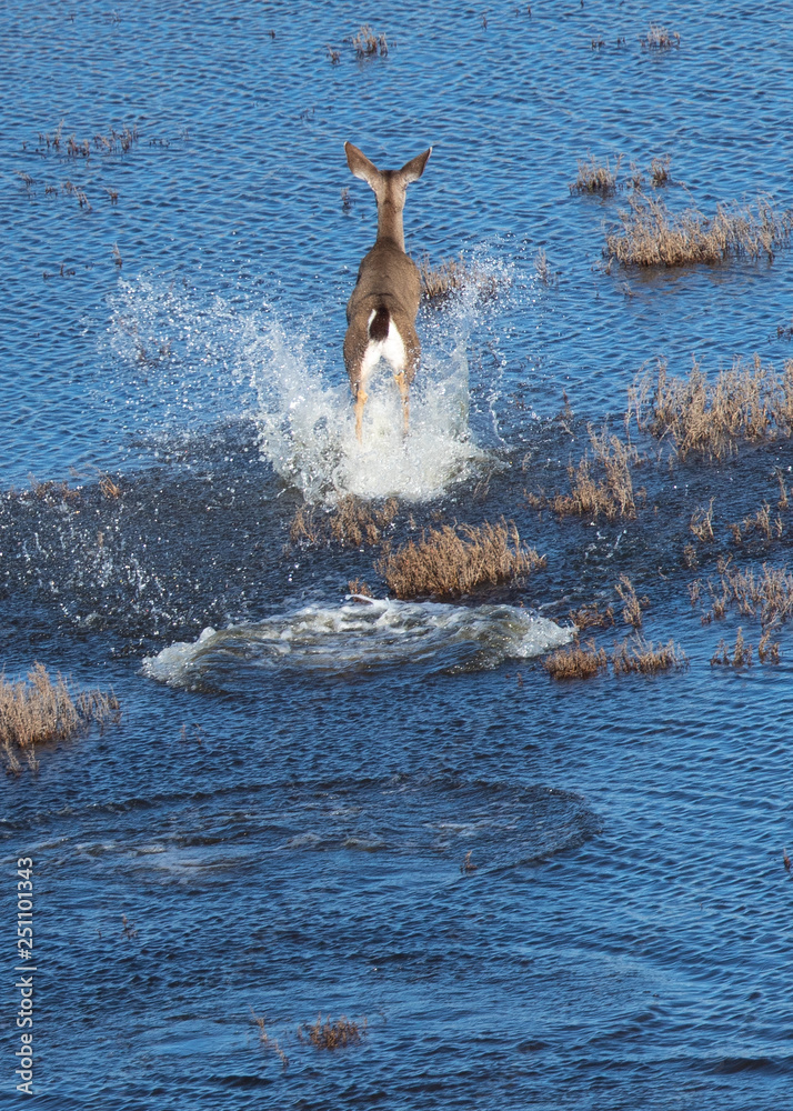 Young black-tailed deer (fawn) having fun jumping in a lake, seen in ...