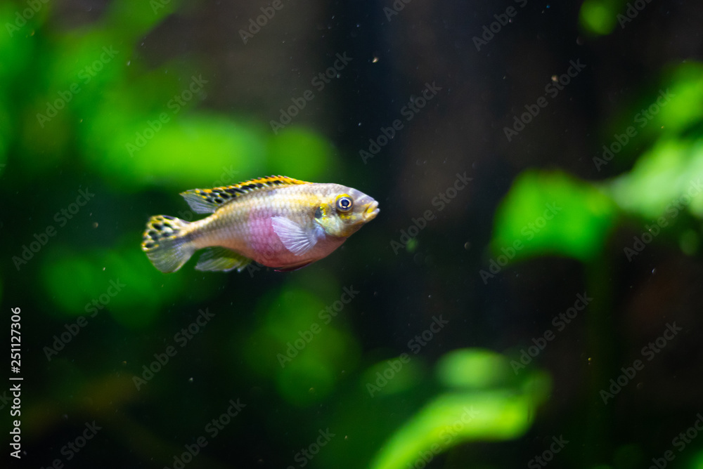 Rainbow krib in an aquarium Stock Photo | Adobe Stock