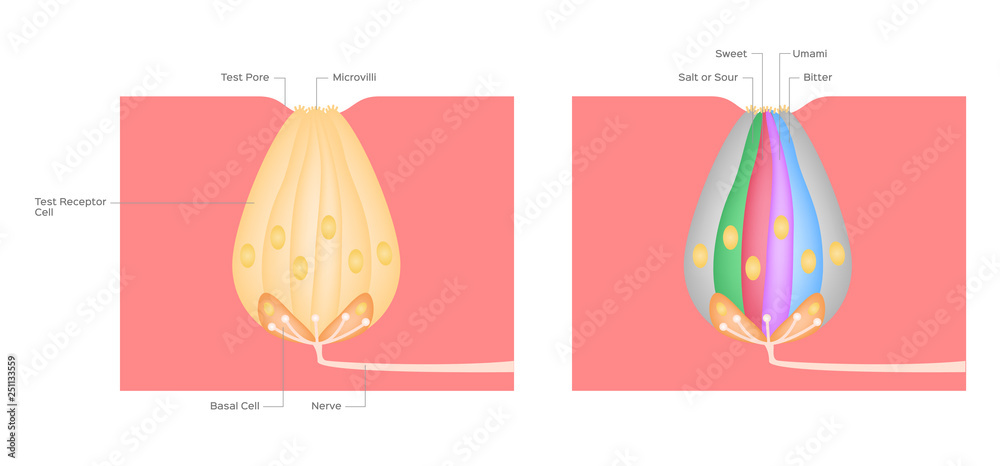 Taste bud / Taste map of the tongue with its four taste areas - bitter ...