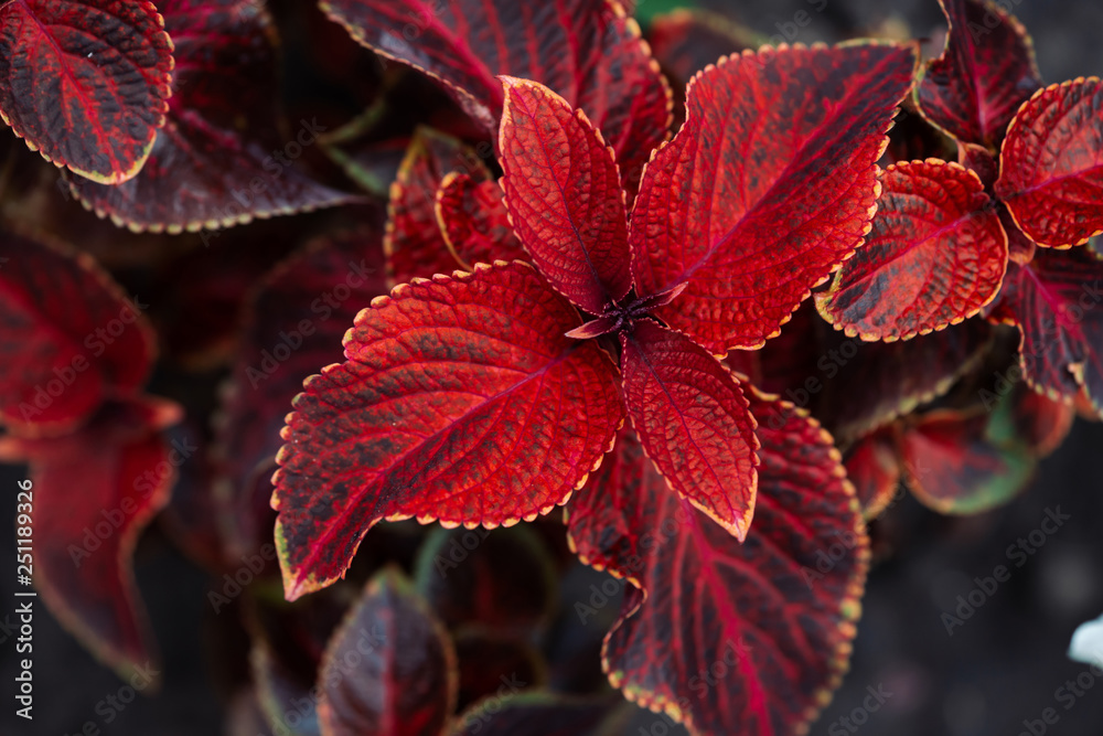Giant exhibition rustic red coleus in macro. Amazing red leaves with ...