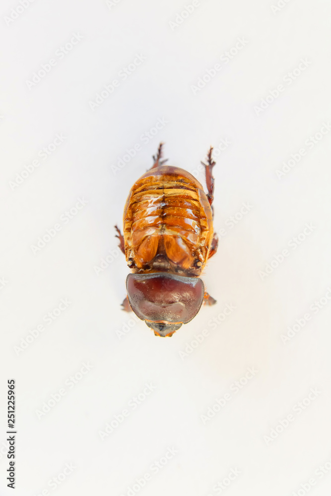 Anatomy of an insect. Elytra and beetle legs. Female Rhino beetle ...