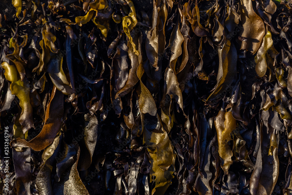 Seaweed algae brown textured pattern making nice lines and shapes with ...