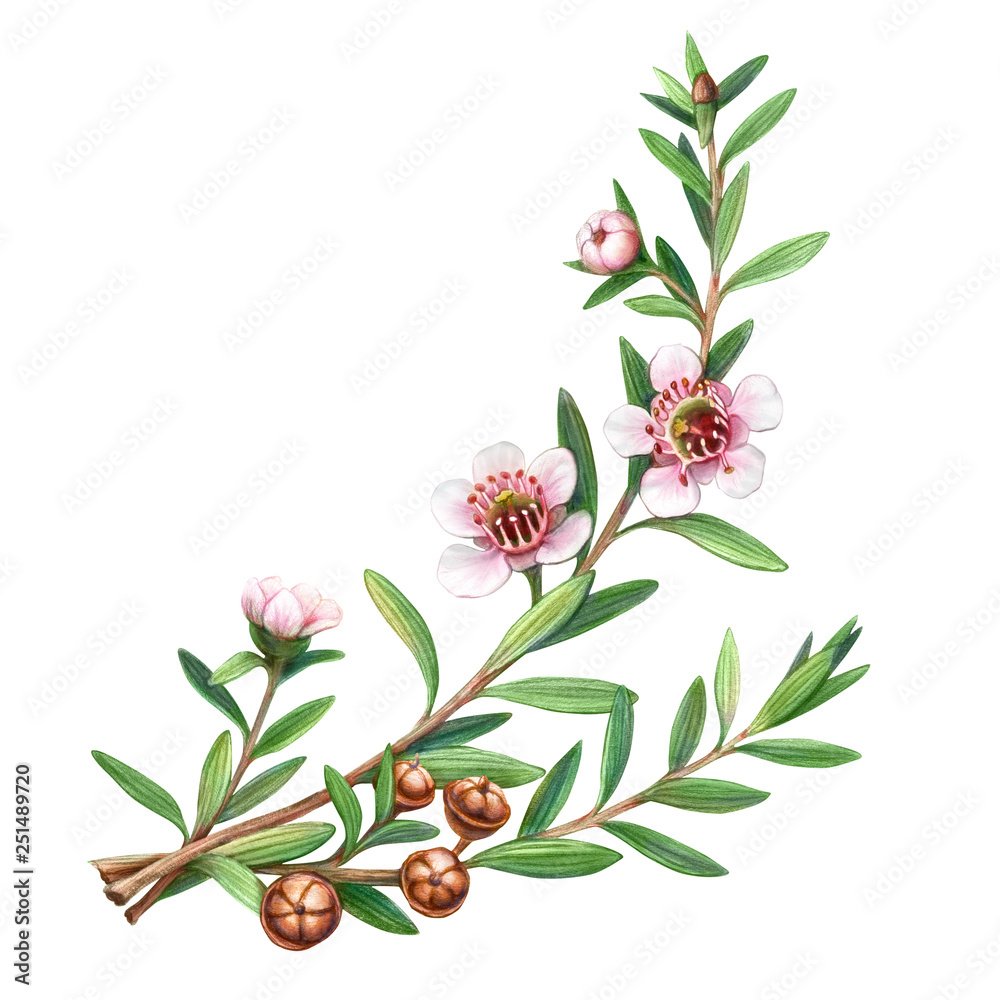 Manuka Plant Flowers, Branches & Fruit Pencil Drawing Isolated on White ...