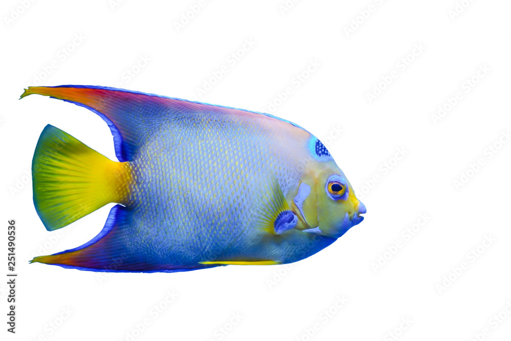 Marine fish on white isolated background. Queen Angelfish (Holacanthus ...