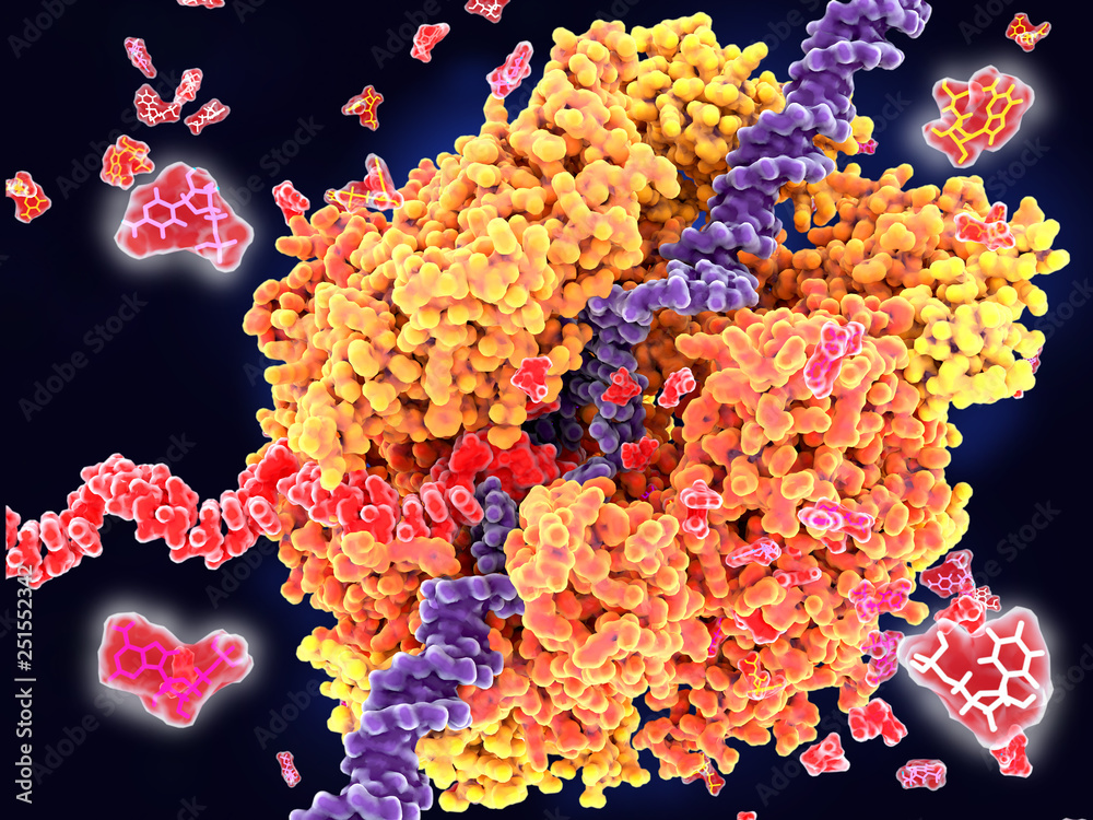 Ilustración de Stock RNA Polymerase II transcribing DNA into RNA. The 4 ...