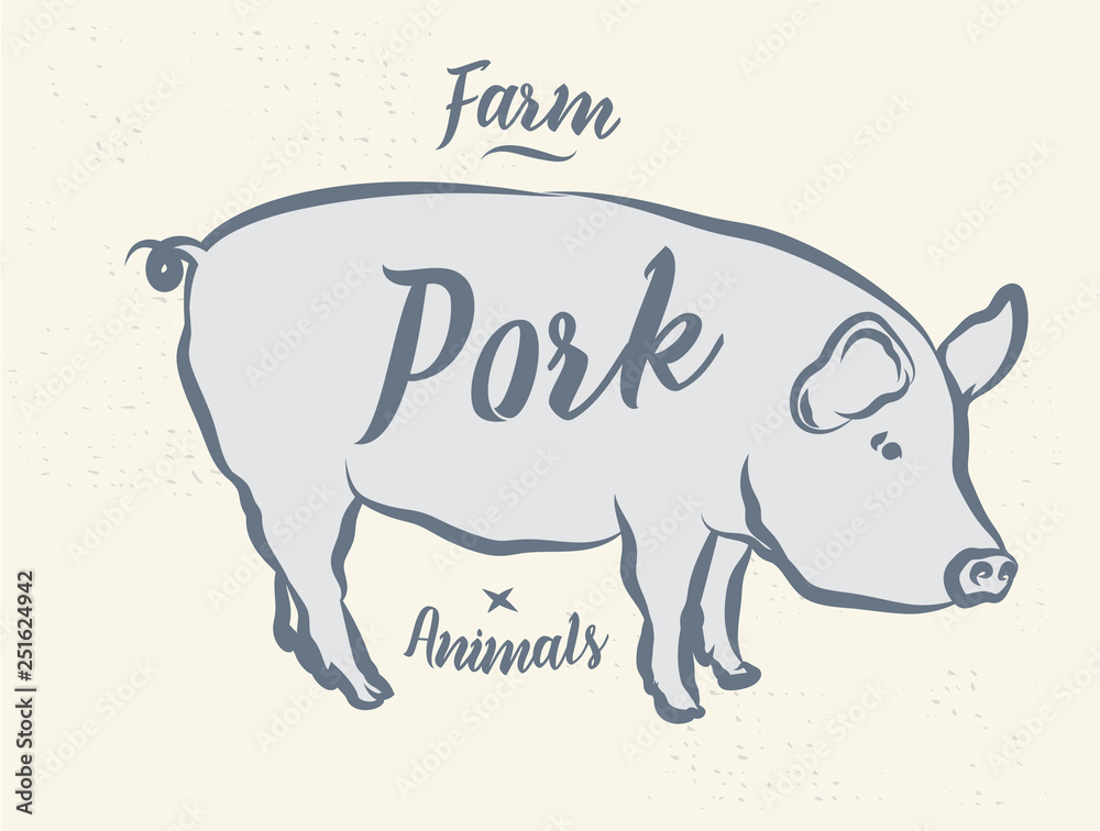 Vector de Stock Pig, pork. Vintage logo, retro print, poster for ...