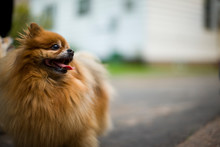 Ginger Colored Pomeranian Dog Free Stock Photo - Public Domain Pictures
