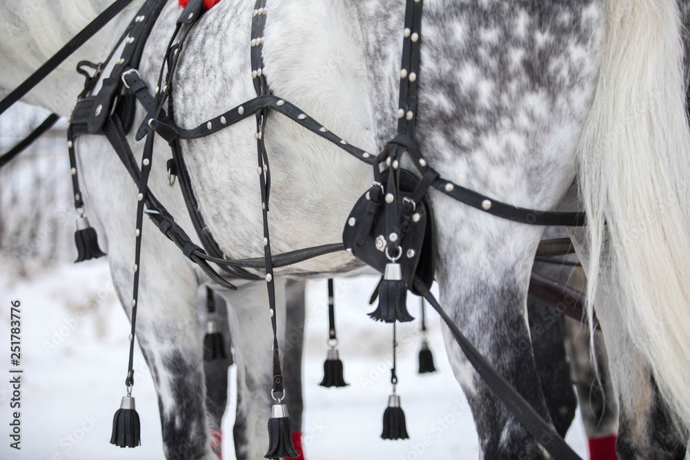 Thoroughbred the horse of breed a trotter is put to the traditional ...