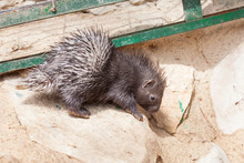 Porcupine Attack Free Stock Photo - Public Domain Pictures