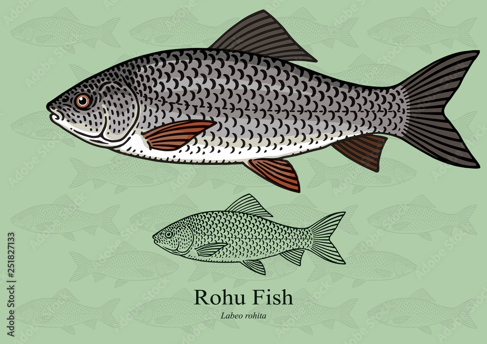 Rohu (Rui) Fish. Vector illustration with refined details and optimized ...