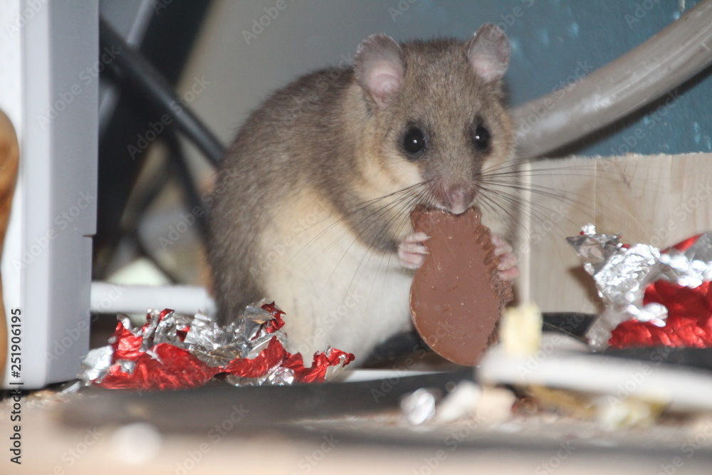 Do Mice Eat Chocolate