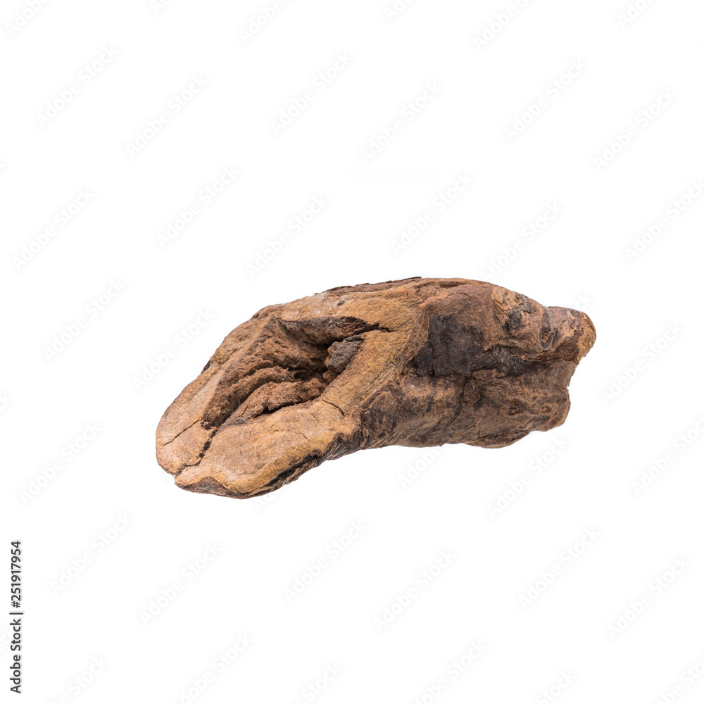 Dried Herbs, Rheum palmatum Linn.,Rheum tanguticum Maxim. ex Balf ...