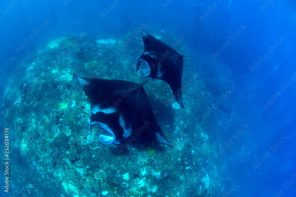 Incredible underwater world - Manta birostis in the Indian Ocean ...