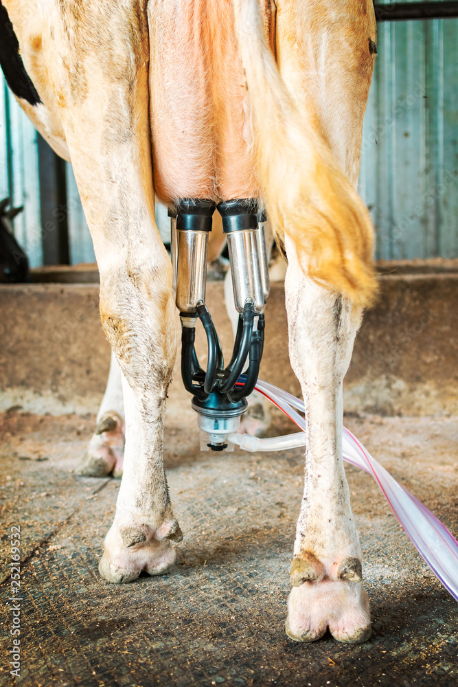 Close-up automatic milking machine attached to the udders of a domestic ...