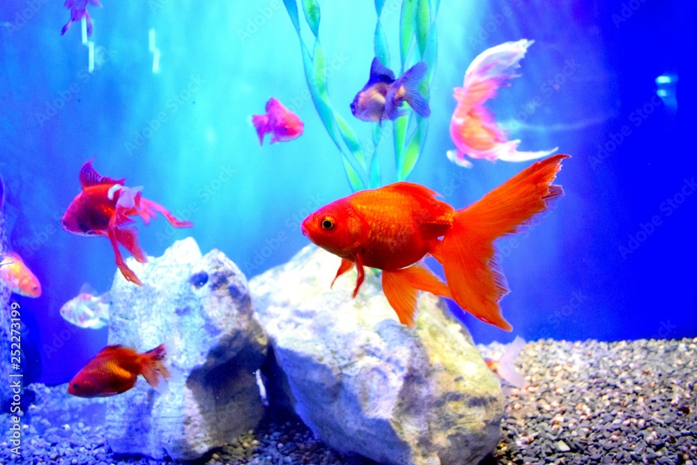 The goldfish (Carassius auratus) is a freshwater fish in the family ...