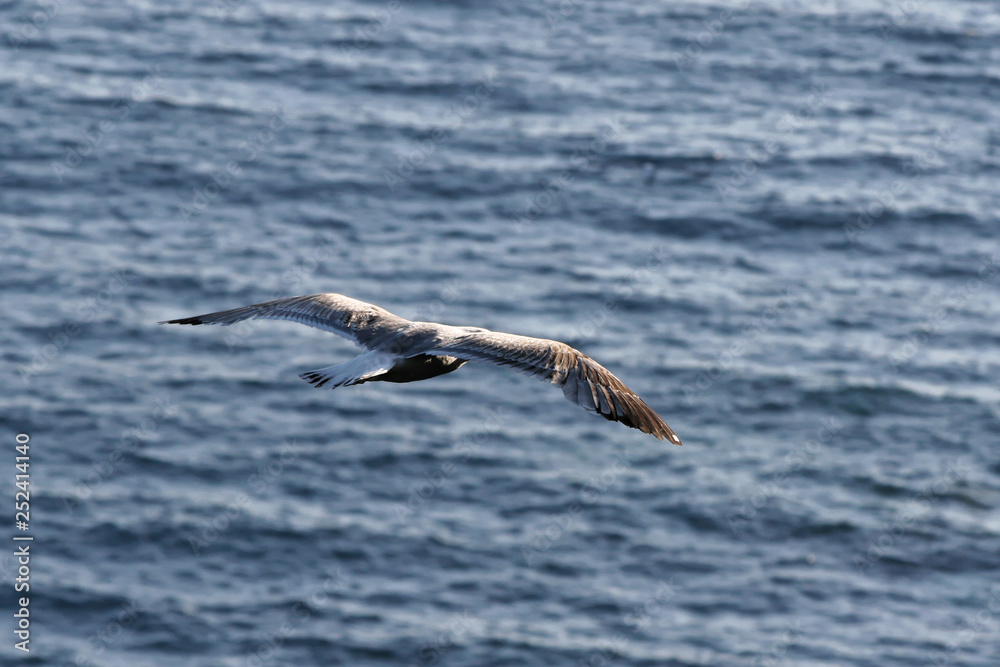 Mewa (Larinae) w locie nad morzem Stock Photo | Adobe Stock