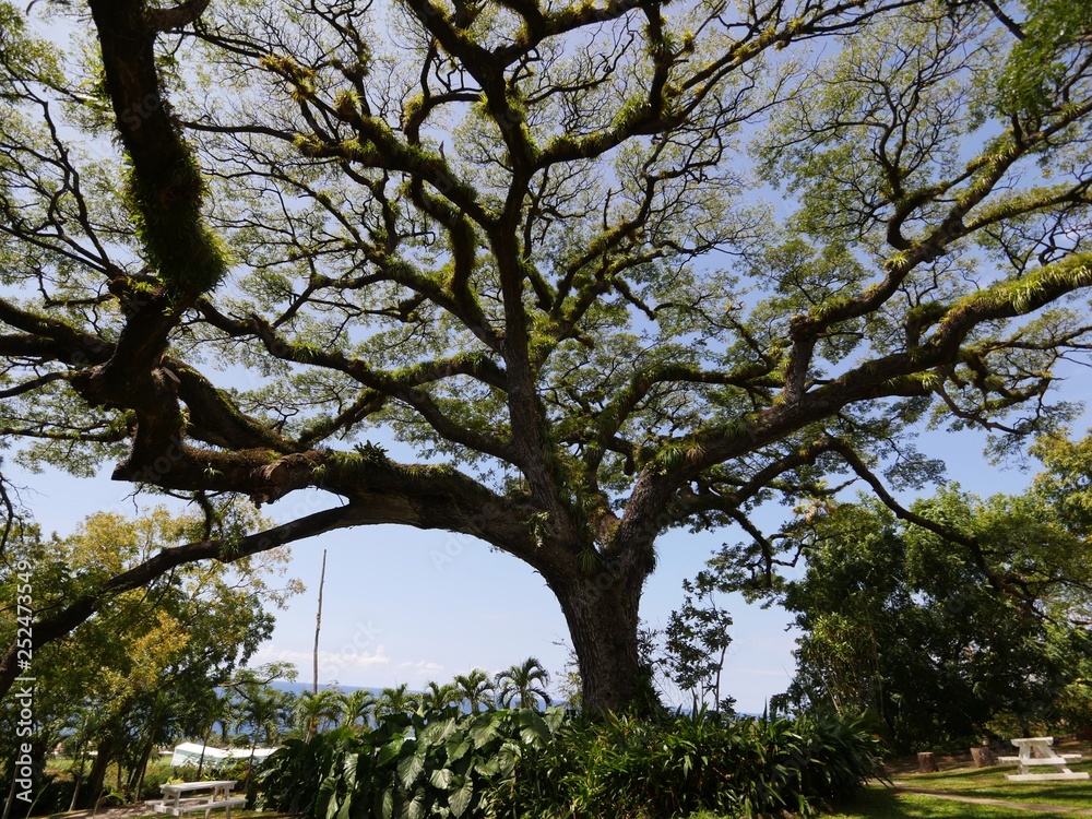 Upward shot of the old saman tree estimated to be 400 years old at St ...