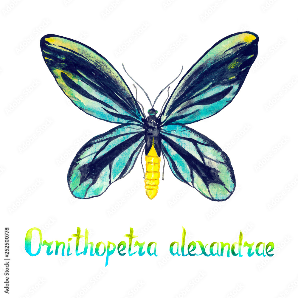 Stock-Illustration „Ornithoptera alexandrae, the Queen Alexandra's ...