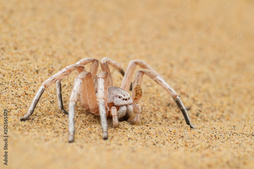 Foto de Stock Wheel Spider - Carparachne aureoflava, beautiful white ...
