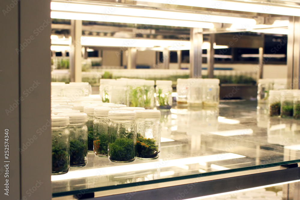 Plant in glass bottles collection on shelve of biotechnology laboratory ...