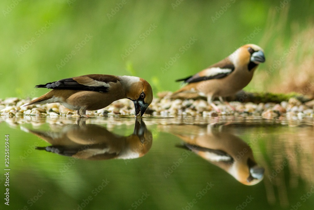 Two hawfinch sitting on lichen shore of water pond in forest with ...