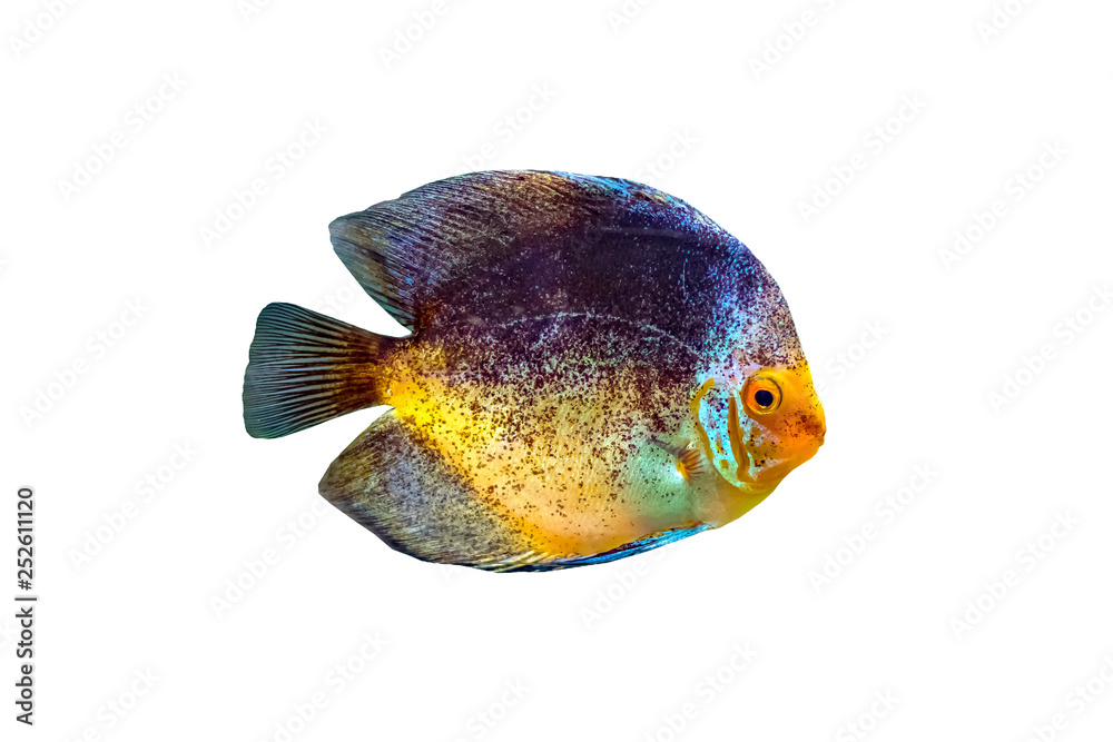 Symphysodon, known as discus, is a genus of cichlids native to the ...