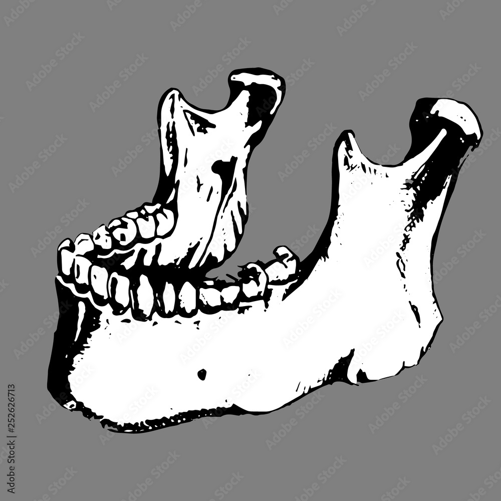 Anatomic human jaw. Bone, skeleton Stock Vector | Adobe Stock