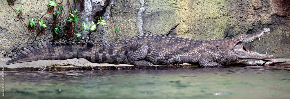 West African crocodile also known as desert crocodile. Latin name ...