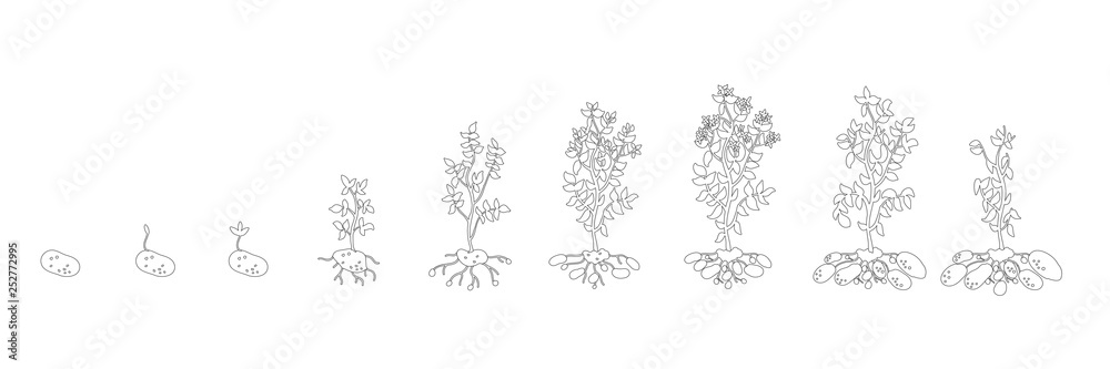 Potato growth stages. Vector Illustration growing plants. Solanum ...