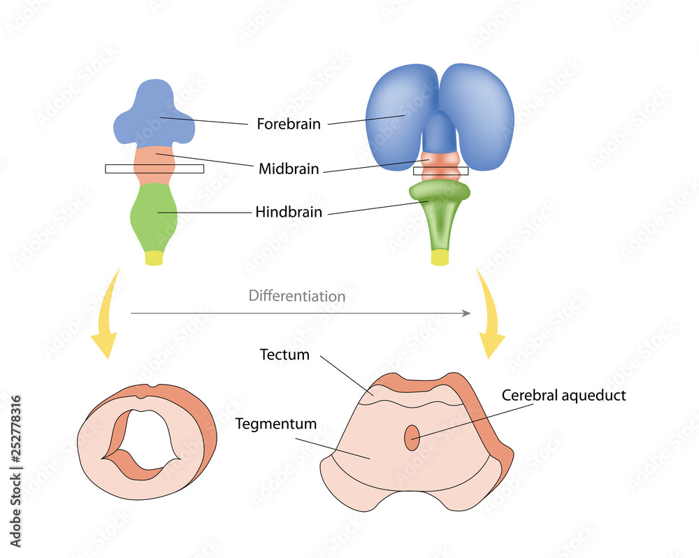 anatomy of the Central nervous system. Formation of the human brain ...