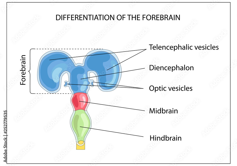 Differentiation of the forebrain. Differentiation of the Telencephalon ...