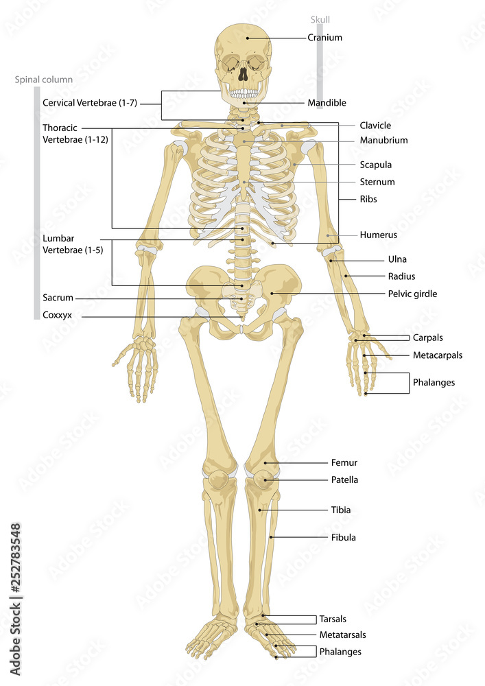 human skeleton. Anatomy scheme. Vector illustration. Male human body ...