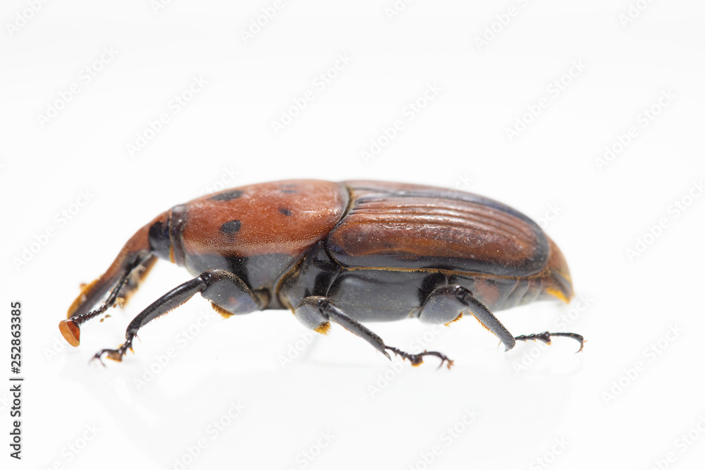 The palm weevil Rhynchophorus ferrugineus is one of two species of ...