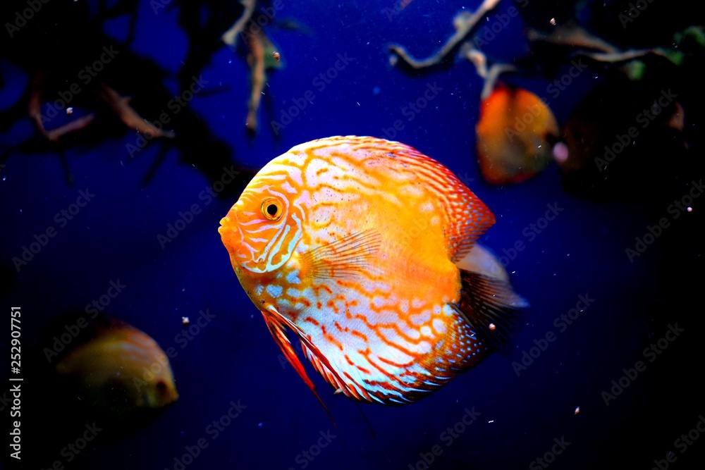 Foto de Stock Symphysodon have a laterally compressed body shape ...