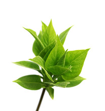 Young Syringa With Green Leaves Free Stock Photo - Public Domain Pictures