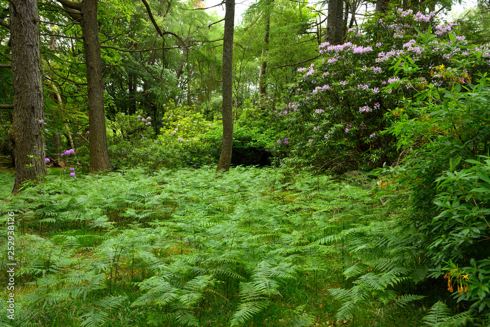 Woodland trees of Benmore Estate at Knock with bracken fern and ...