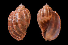 Harpa Major Seashells Free Stock Photo - Public Domain Pictures